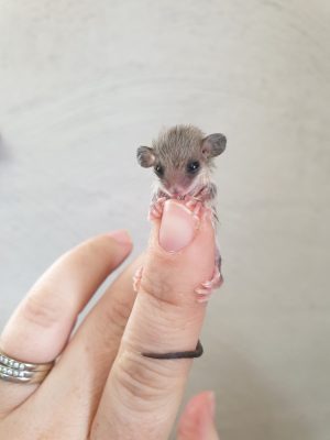 The Smallest Mammals in the World (That You Could Fit in Your Pocket ...