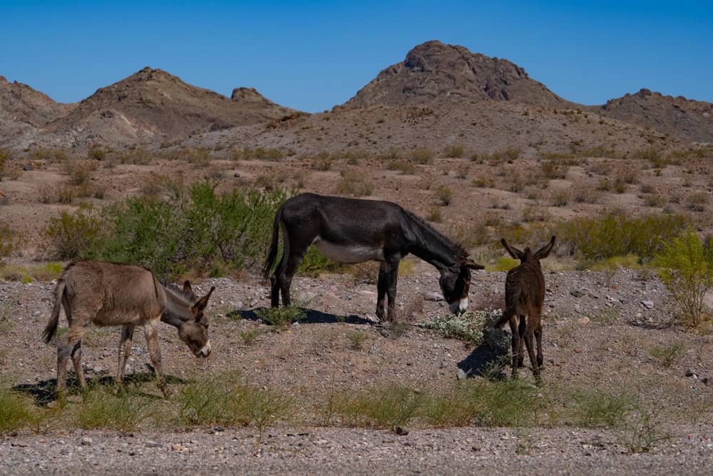 Are Feral Burros Endangering Arizona’s Saguaro Cacti? - A-Z Animals