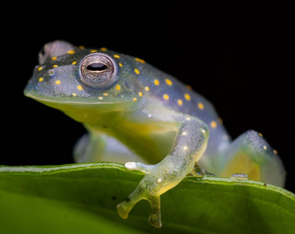 This Frog Is So Transparent You Can See Its Organs Working - A-Z Animals