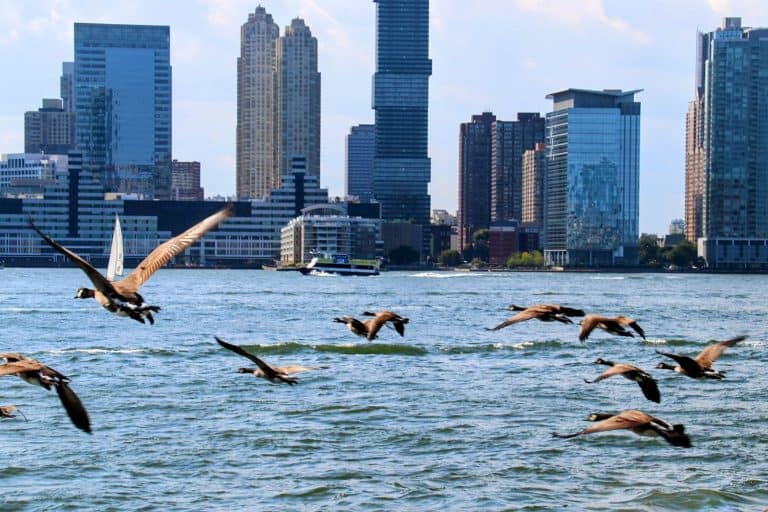 Why We Celebrate World Migratory Bird Day - A-Z Animals