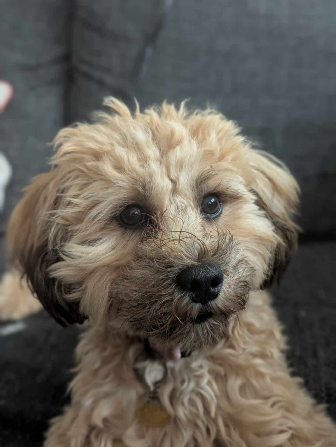 Lhasapoo Dog Breed Complete Guide - A-Z Animals