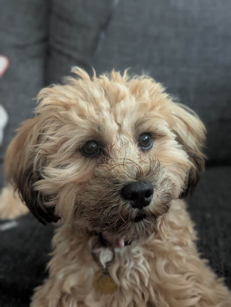 Lhasapoo Animal Facts - Canis lupus familiaris - A-Z Animals