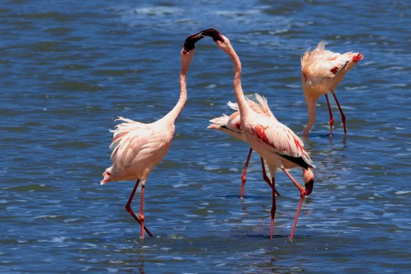 Male vs. Female Flamingos: 4 Key Differences - A-Z Animals