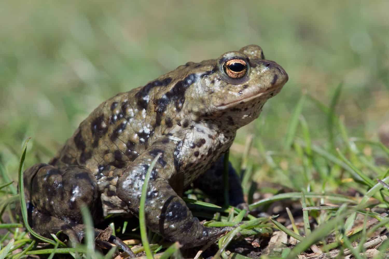 Why Scientists Are Worried About the Common Toad's Decline - A-Z Animals