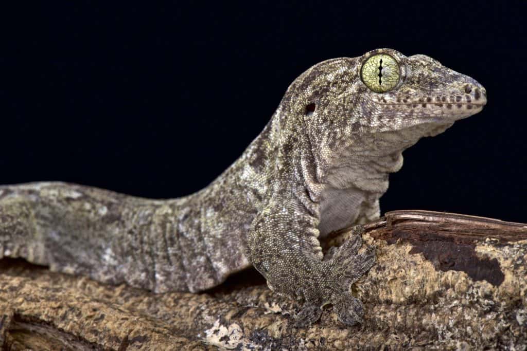 Creatures That Roam American Samoa National Park - A-Z Animals