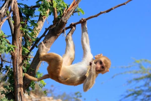 Why Did it Suddenly Start Raining Monkeys in Florida? - A-Z Animals