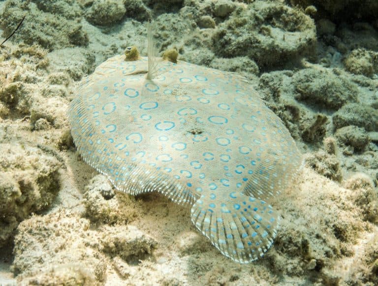 Every Animal in Virgin Islands National Park - A-Z Animals