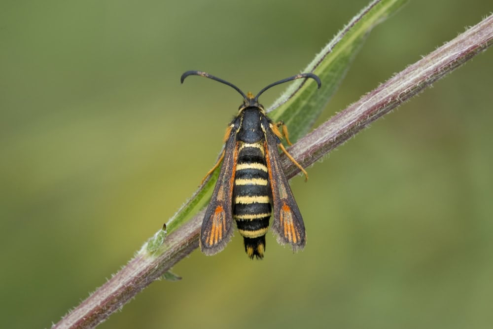 Rare Wasp-Like Moth Pushes UK Nature Reserve Past 10,000 Species - A-Z ...