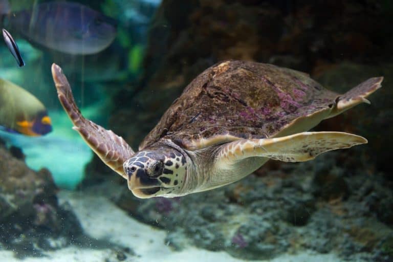 The Living Record: What Turtle Shells Tell Us About a Changing Sea - A ...