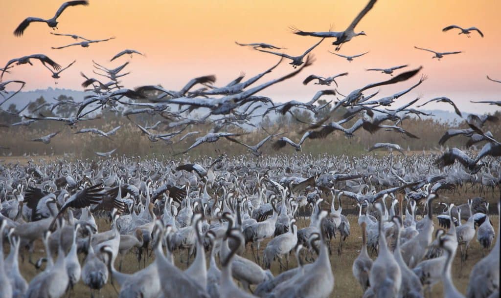 Where Birds Really Go in Winter: Incredible Migration Secrets - A-Z Animals