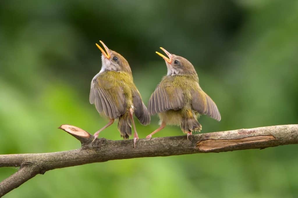 Can You Actually Teach Any Bird to Sing? The Truth About Which Birds ...