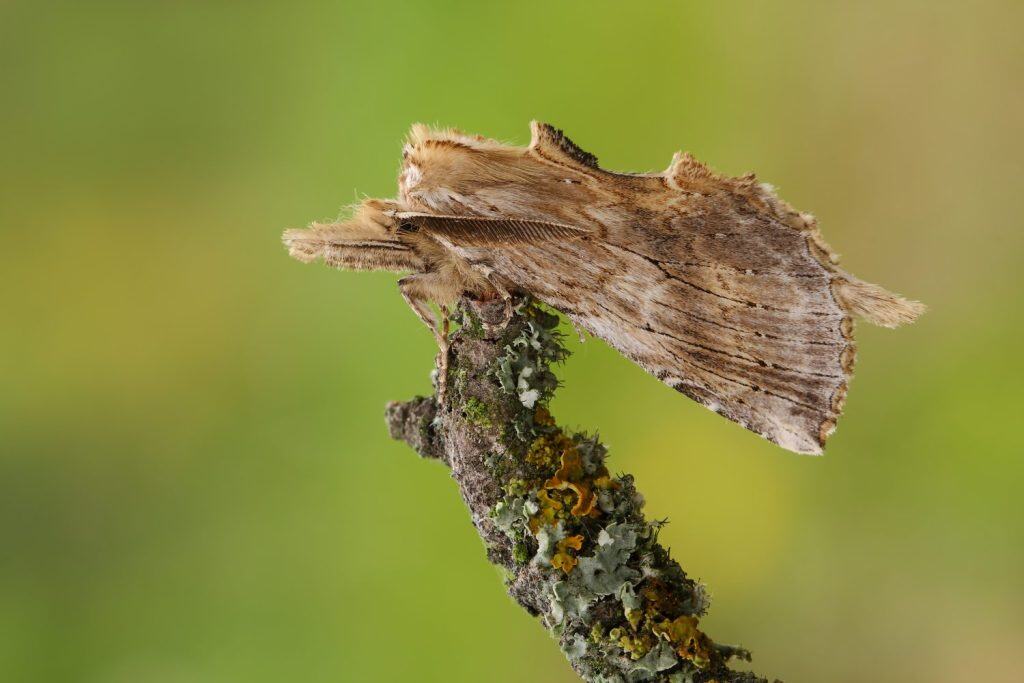 The Weirdest-Looking Moths on Earth - A-Z Animals