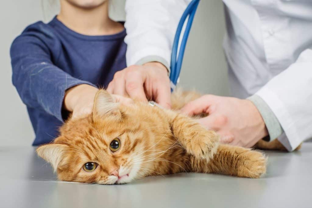 The Most Common Warning Signs of Cancer in Pets Every Owner Should Know ...