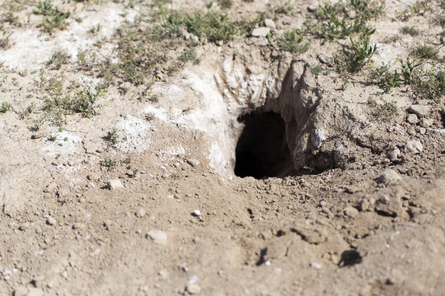Snake Holes In The Ground