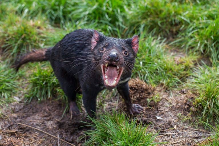 The Devil’s Bite: How This Fierce Marsupial Crushes Bones Like No Other ...