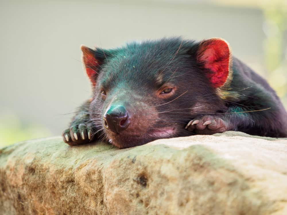 The LA Zoo's Newest Residents are Pure Looney Tune Material - A-Z Animals