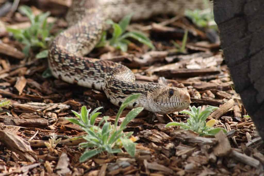 The Animal Life Of Channel Islands National Park A Complete Guide A