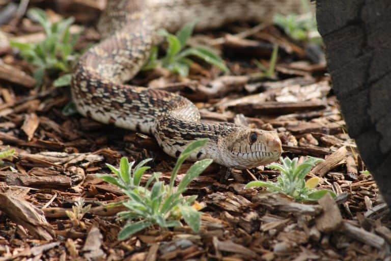 The Animal Life of Channel Islands National Park: A Complete Guide - A ...