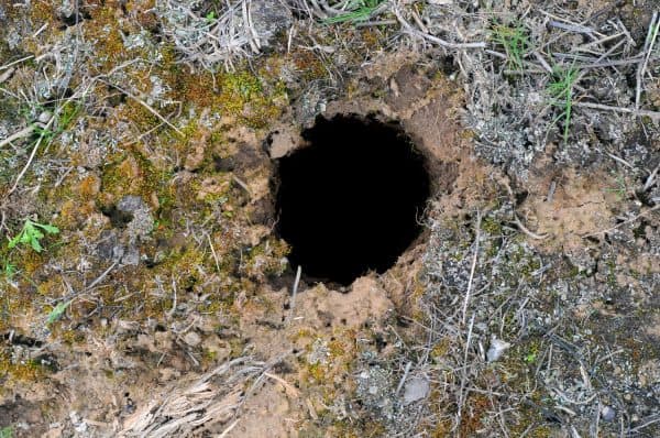 Snake Hole vs. Rodent Hole: What’s Living Underground? - A-Z Animals