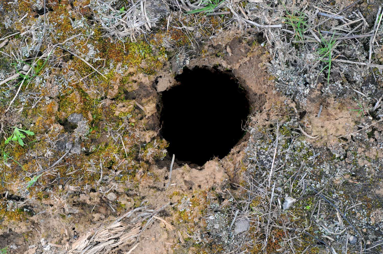 6 Animals that Build Huge Underground Dens - A-Z Animals