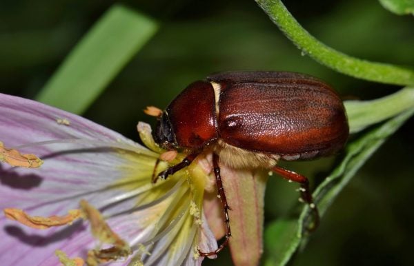 What Do June Bugs (June Beetles) Eat? - A-Z Animals