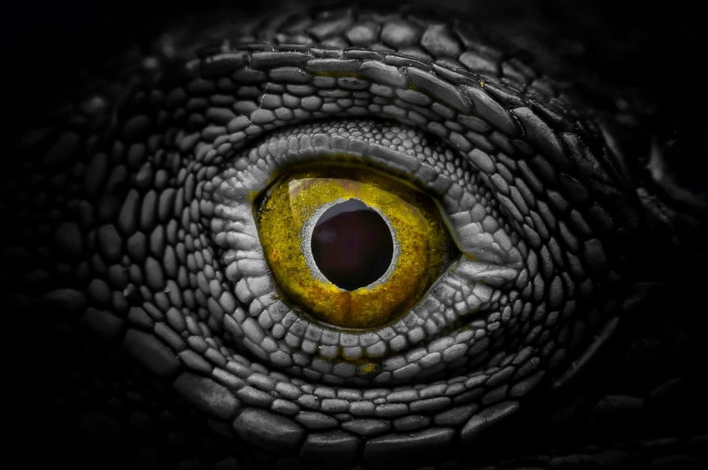 The Biblical Animals You’ve Never Heard Of - A-Z Animals