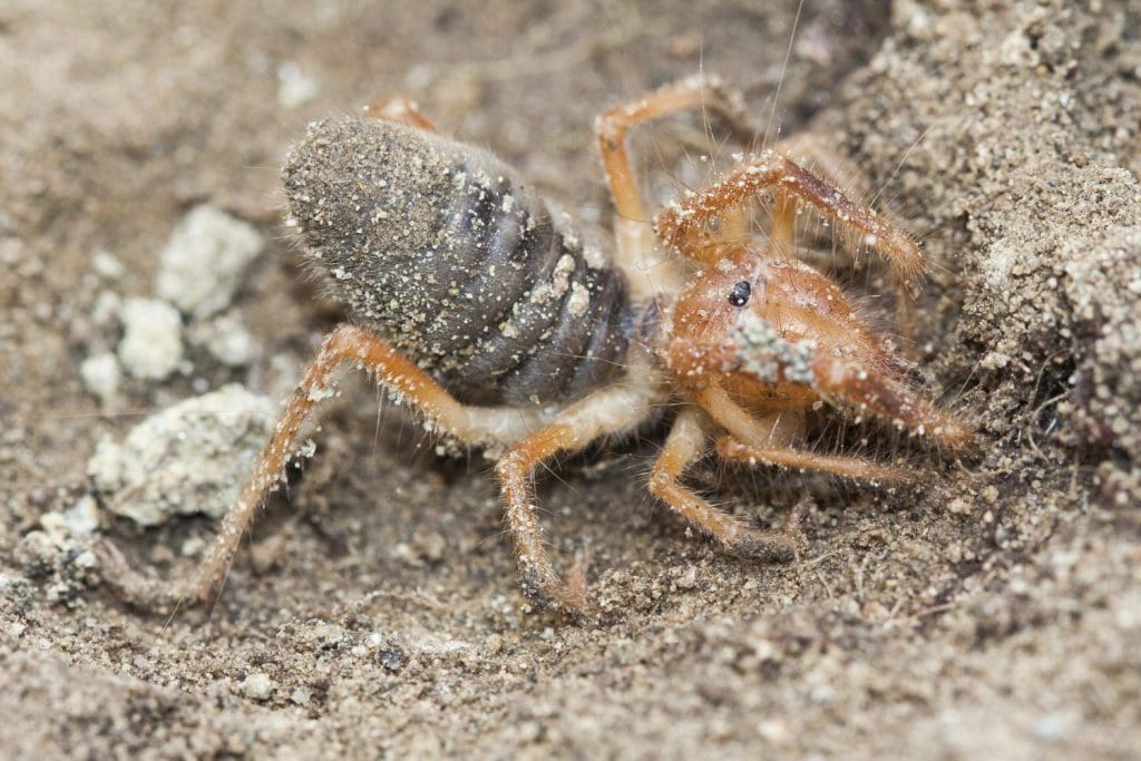 Camel Spider vs. Ant Colony - A-Z Animals