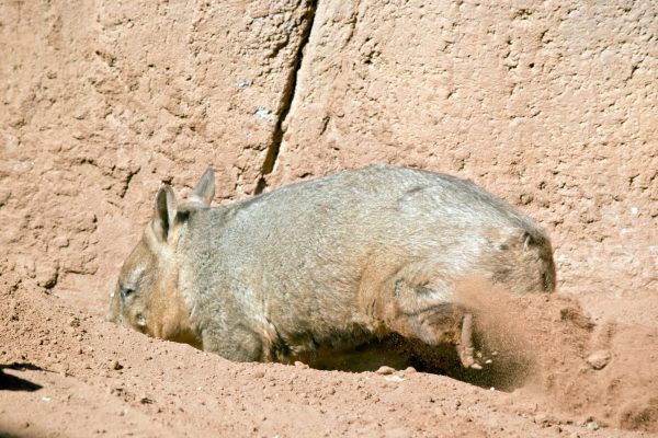 Why Wombats Deserve the Spotlight on International Wombat Day - A-Z Animals