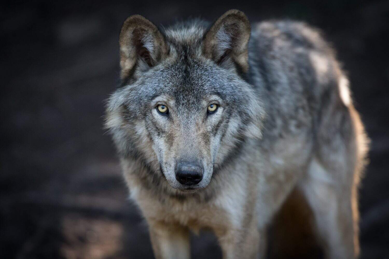 Check Out This $1 Million Dog - A-Z Animals