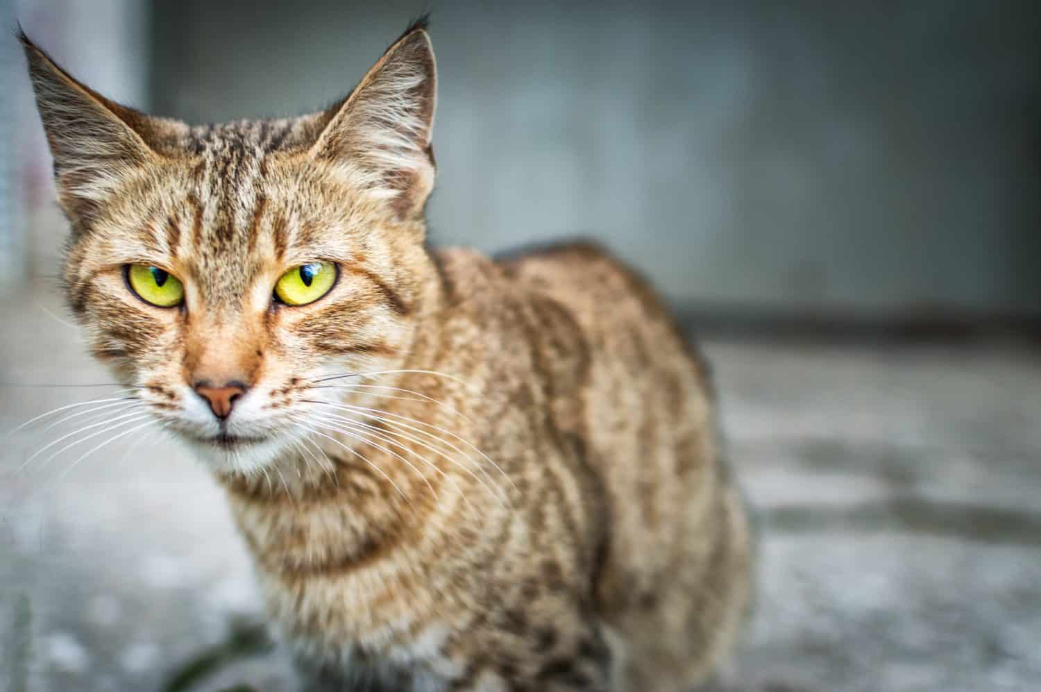 Why Do Cats Knock Things Over? Understanding Feline Hunting Behavior ...