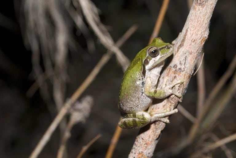 The Animal Life of Channel Islands National Park: A Complete Guide - A ...