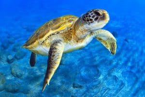 The Truth About What’s Inside a Turtle Shell - A-Z Animals