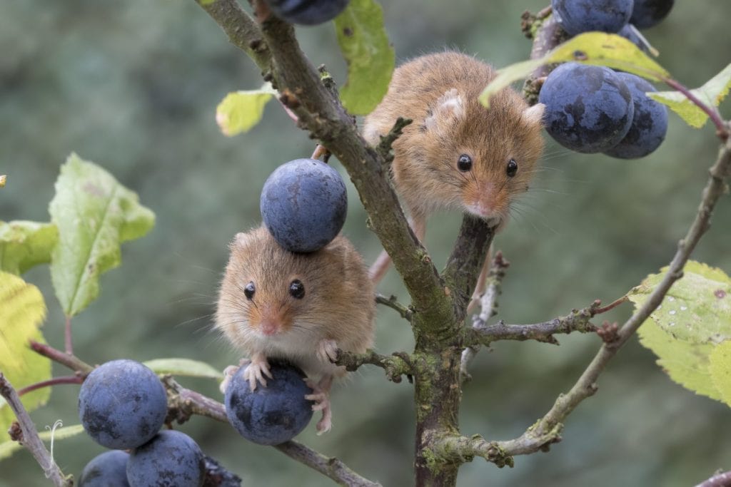 The Animal Life of Channel Islands National Park: A Complete Guide - A ...