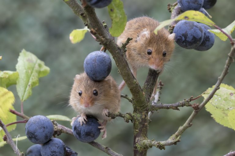 The Animal Life of Channel Islands National Park: A Complete Guide - A ...