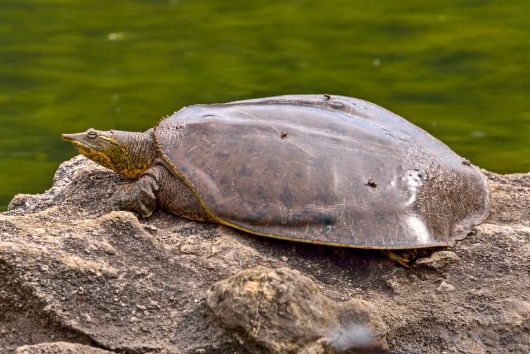 All of the Fish and Freshwater Creatures You’ll Find in the Tennessee ...