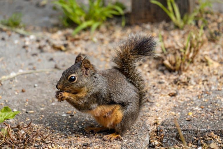 Everything You Need to Know About Animals in Sequoia National Park - A ...
