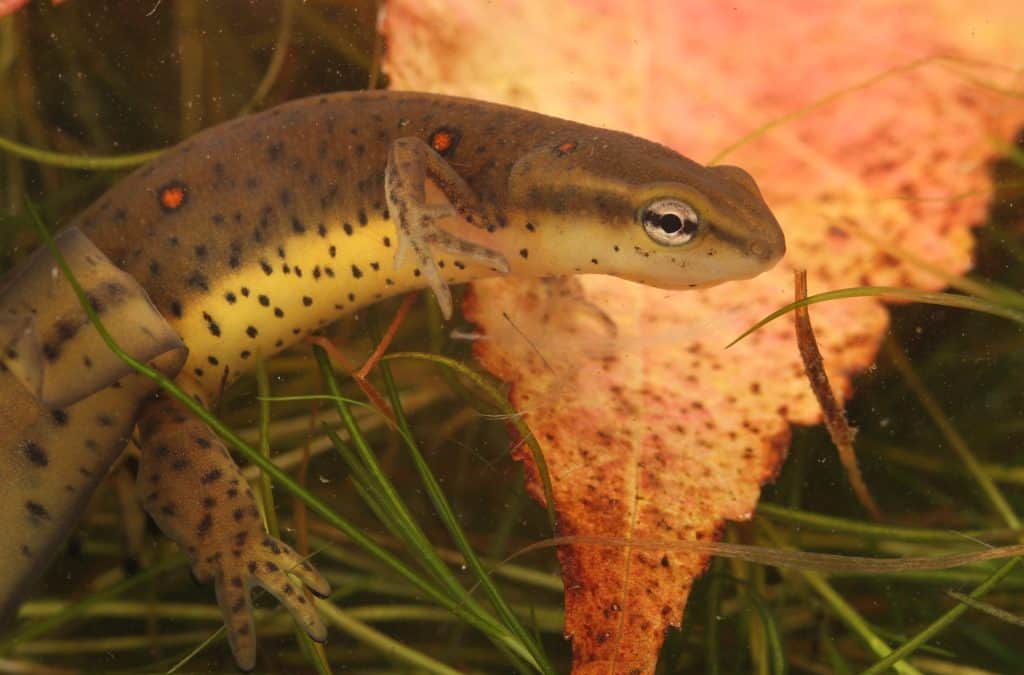 Every Fish and Freshwater Animal Living in the Ohio River Today - A-Z ...