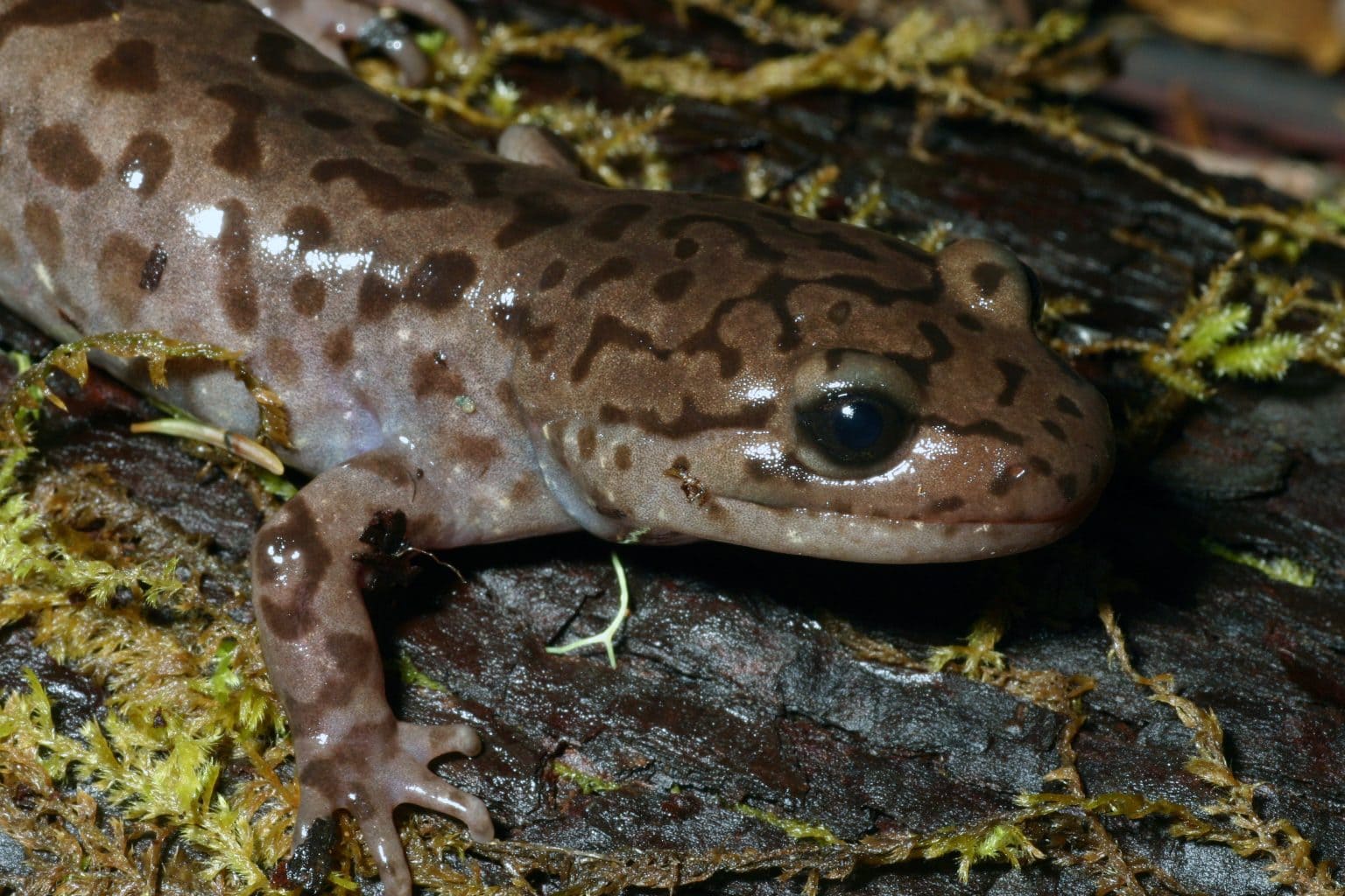 Scientists Found a “Living Fossil” with a Twisted Jaw and Teeth That ...