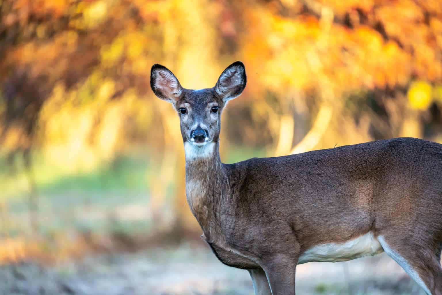 All 50 U.S. State Animals: Birds, Mammals, and Their Significance - A-Z ...