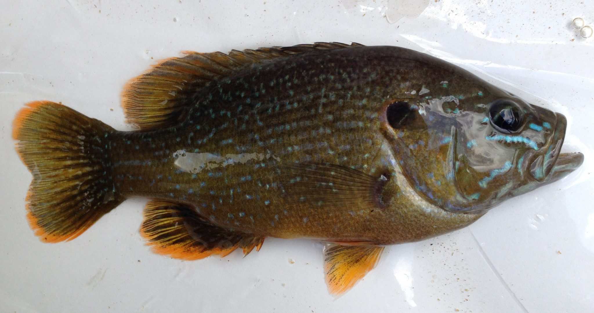 Every Fish and Freshwater Animal Living in the Ohio River Today - A-Z ...