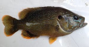 Every Fish and Freshwater Animal Living in the Ohio River Today - A-Z ...