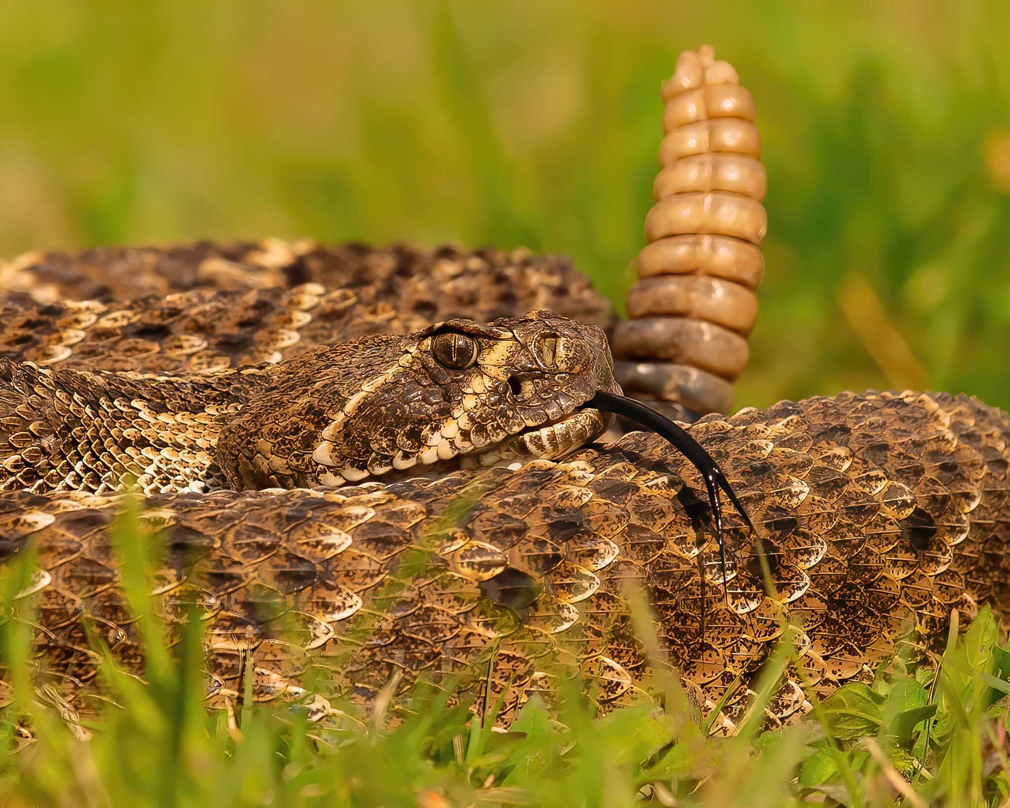 How Project RattleCam Is Rewriting the Rattlesnake’s Bad Reputation - A ...