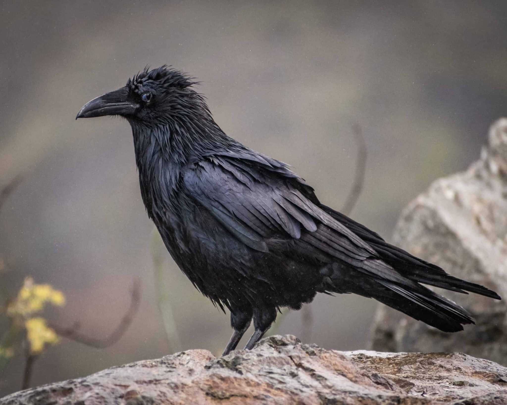 Black-Feathered Birdies: What Sets Crows and Ravens Apart - A-Z Animals