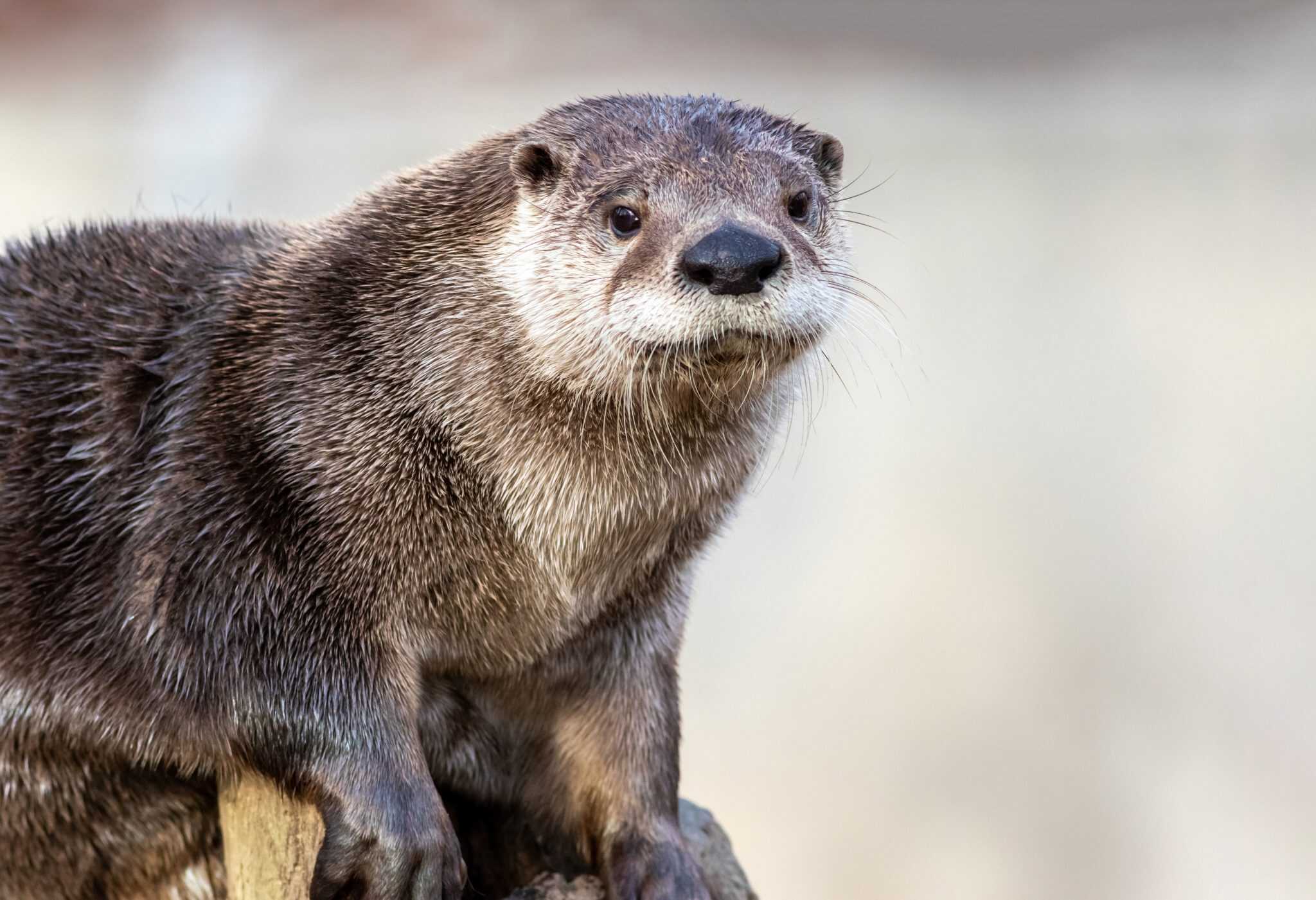 Think Otter Poop Is Gross? It’s Actually the Key to Saving Chesapeake ...
