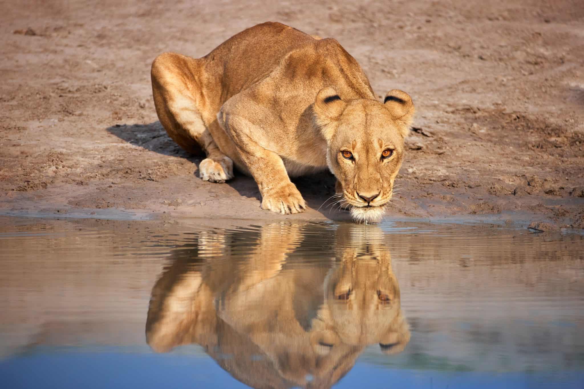 Where Do Lions Live? Common Habitat and Regions - A-Z Animals