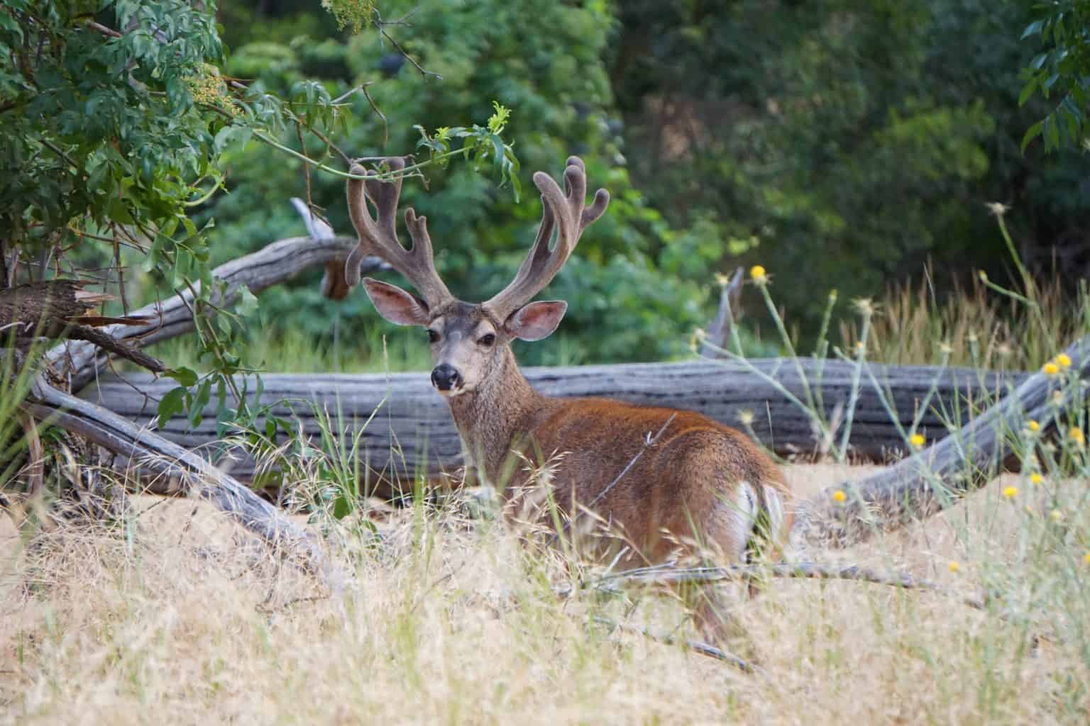 The Complete Animal Guide to Silver Falls State Park in Oregon - A-Z ...