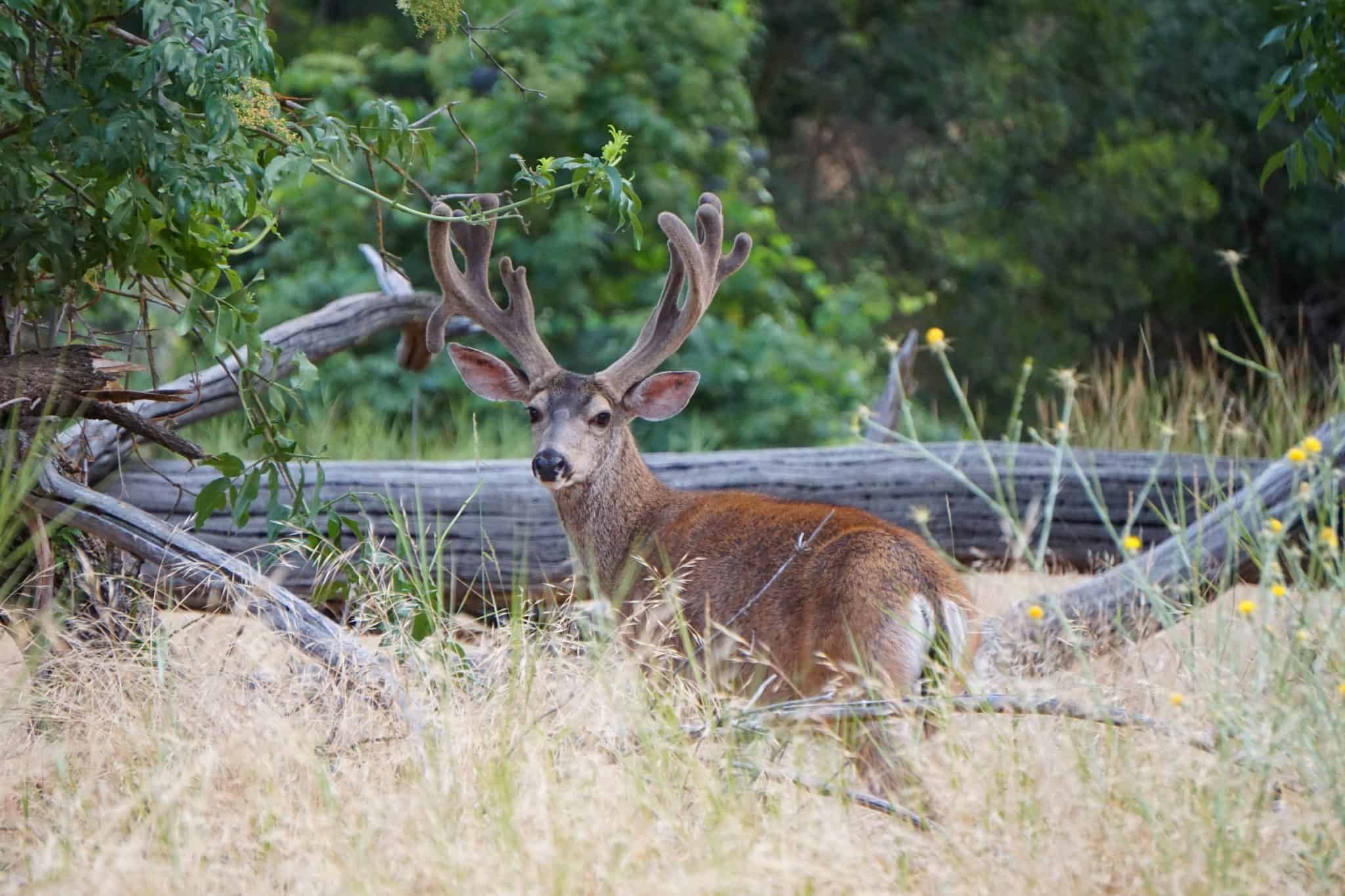 The Complete Animal Guide to Silver Falls State Park in Oregon - A-Z ...