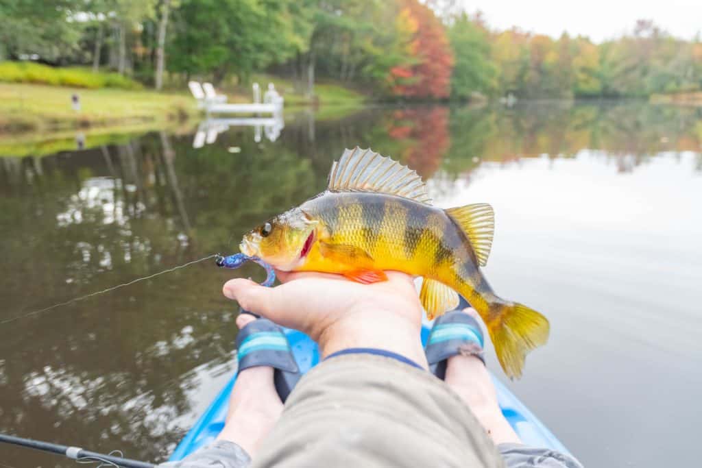 All of the Fish and Freshwater Creatures You’ll Find in the Tennessee ...