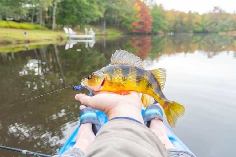 All of the Fish and Freshwater Creatures You’ll Find in the Tennessee ...