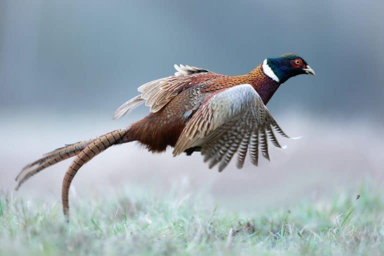 All the Animals in “The 12 Days of Christmas,” Explained by a Wildlife ...